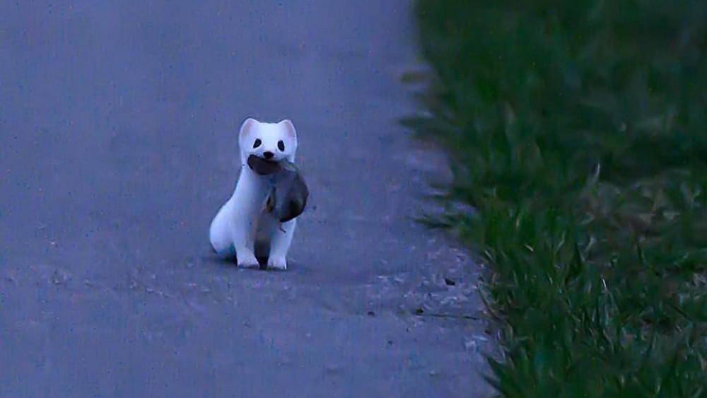 Witte hermelijn poseert in polder Eemnes - NH Nieuws