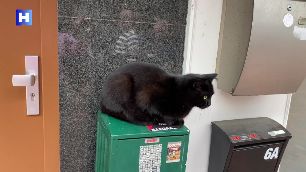 Internationale kattendag: dit zijn de bekendste katten van Hilversum ...