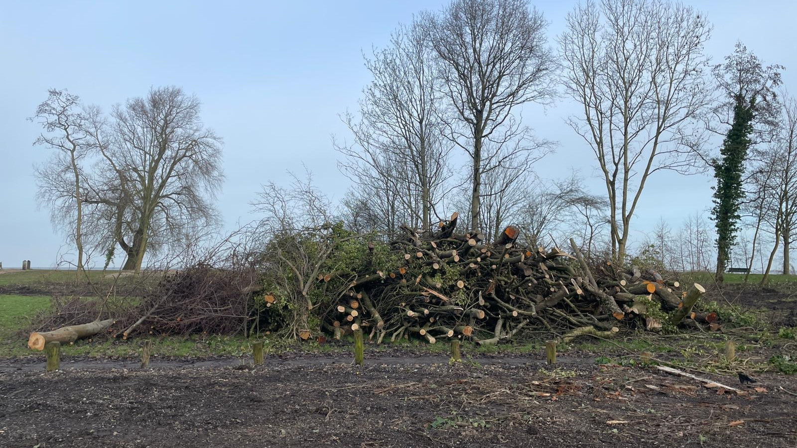 Omstreden bomenkap Enkhuizerzand afgerond, kustlijn wordt verstevigd ...