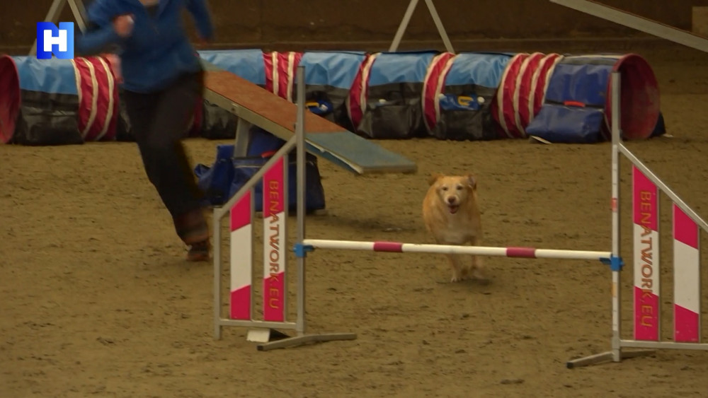 Viervoeters zetten hun beste pootje voor bij Run for Fun: "Het is hard ...