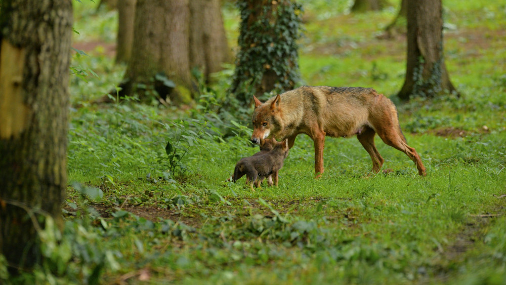 Steeds vaker geruchten over wolven in ‘t Gooi: hoe bang zijn we? - NH ...